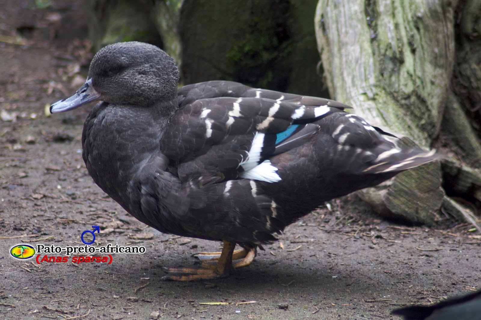ORNITOLOGIA: Pato-preto-africano (Anas sparsa)